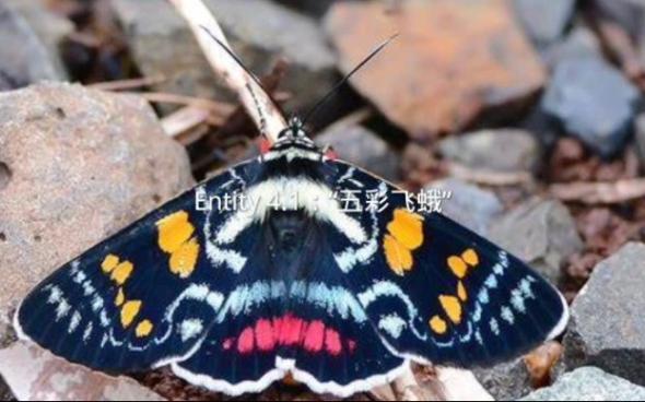 彩色飞蛾图片大全截图