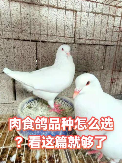 白毛鸽子好,还是灰鸽子好图标