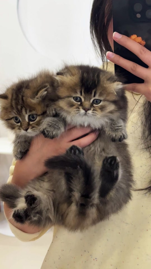 黑金猫咪图片