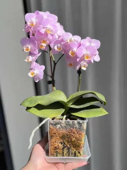 蝴蝶兰专用花盆图标