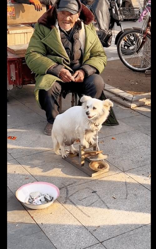 卖狗是不是很挣钱图标