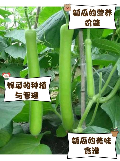 乐瓜属于什么档次