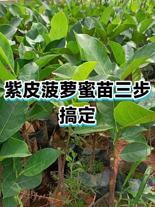 菠萝蜜苗图片图标