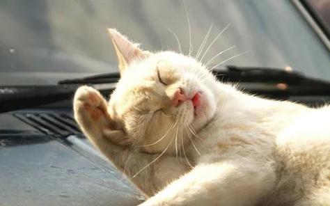 猫咪偶尔甩头正常吗