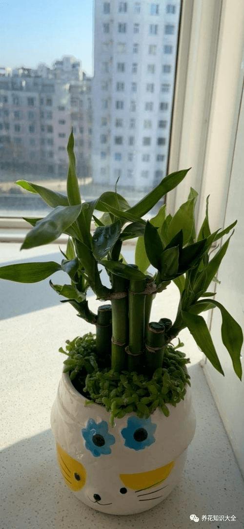 富贵竹能活几年图标