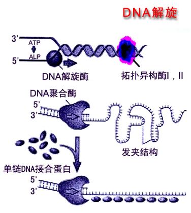 DNAgyrase截图
