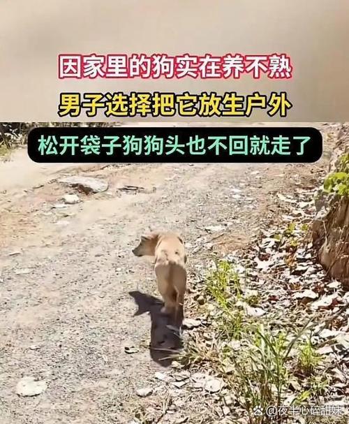 狗多大就养不熟了截图