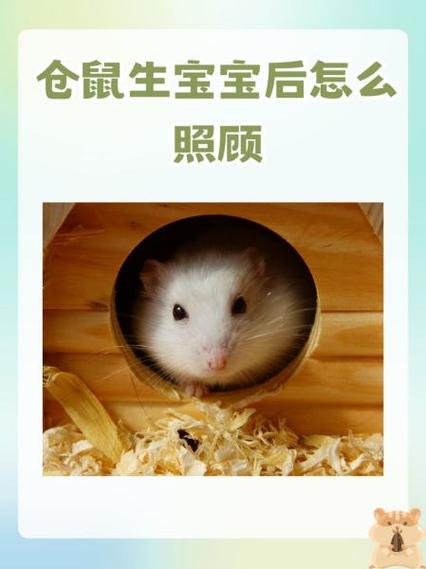 仓鼠在密闭空间能待多久截图