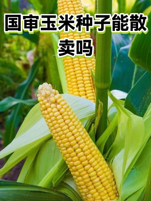 退出的玉米种子可以销售吗图标