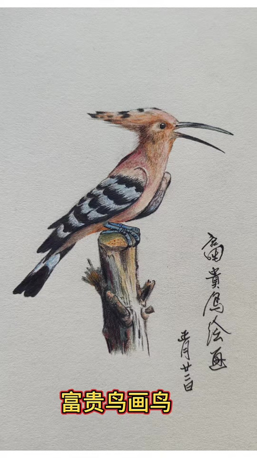 彩铅小鸟,上色怎么画图标