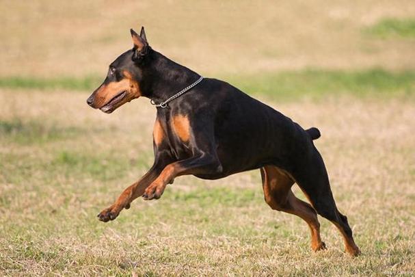 杜宾犬能听懂人话吗图标