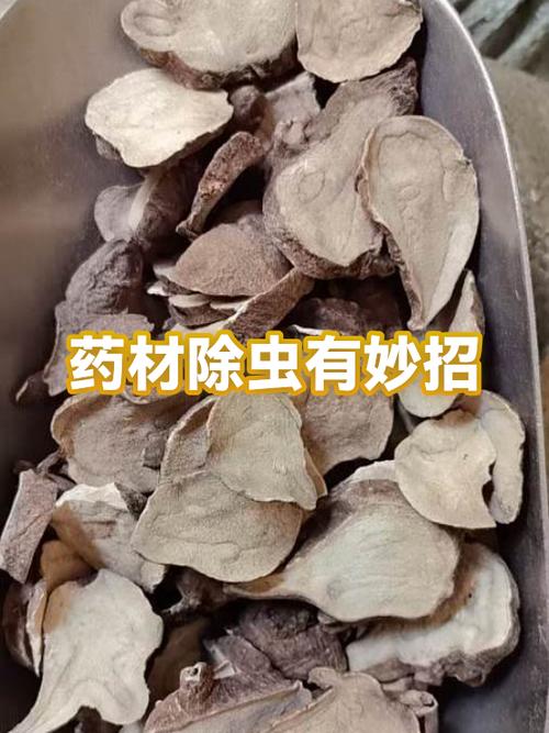 药材长虫子怎么处理截图