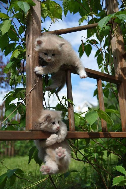 动物世界猫咪视频图标