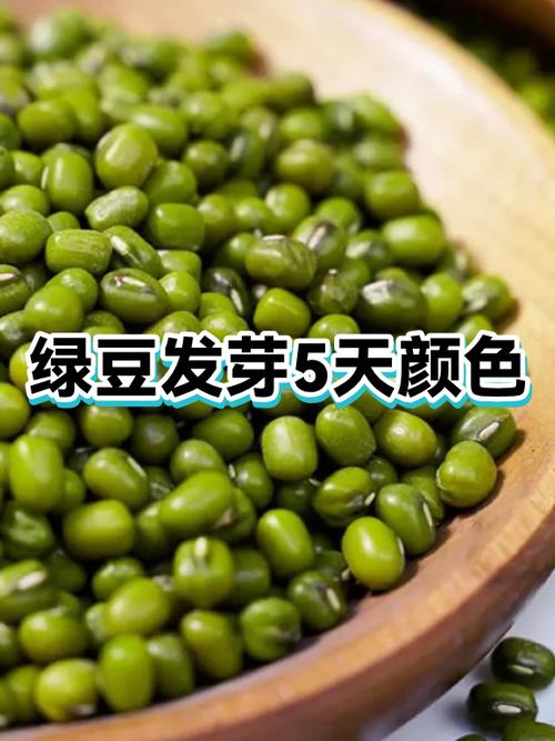 豆芽转怎么赚钱图标