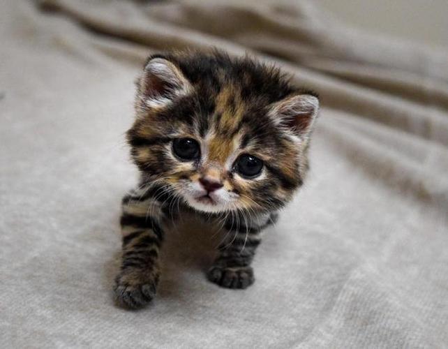 冷狮爪上的小野猫截图