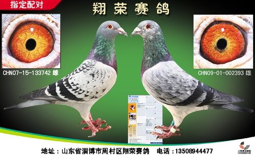 雌鸽如何快速起旺配对截图
