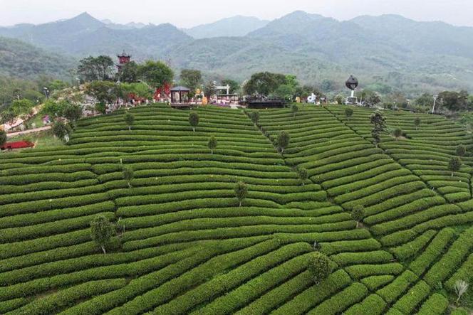 茶趣生态茶园图标