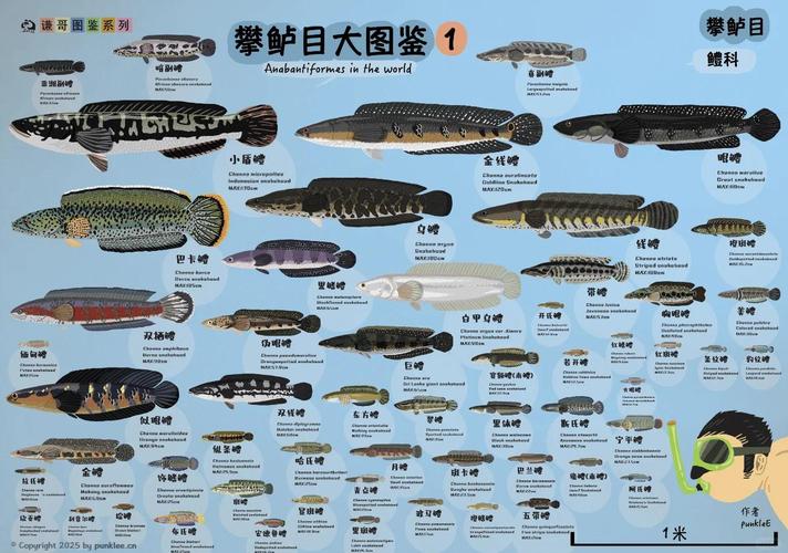 全图鉴图标