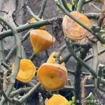 长得很像柿子的小小的水果是什么截图