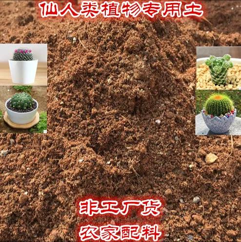 仙人掌用小盆还是大盆图标