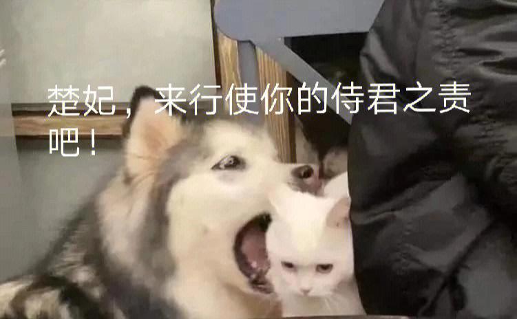 二哈搞笑文案图标