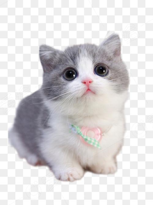 猫咪免费版下载图标
