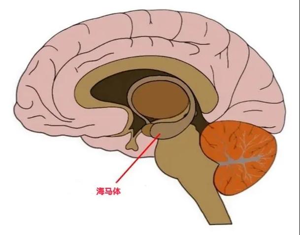 海马有什么功能截图