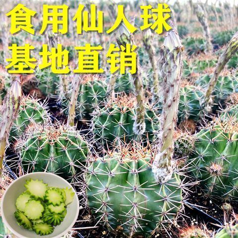 仙人球药用功效大全图标