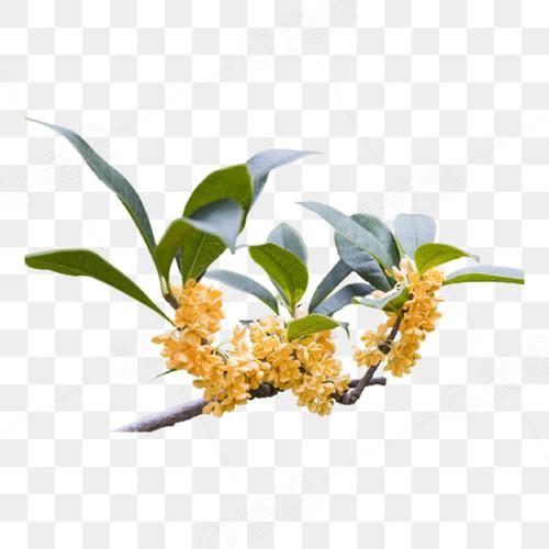 桂花网图标