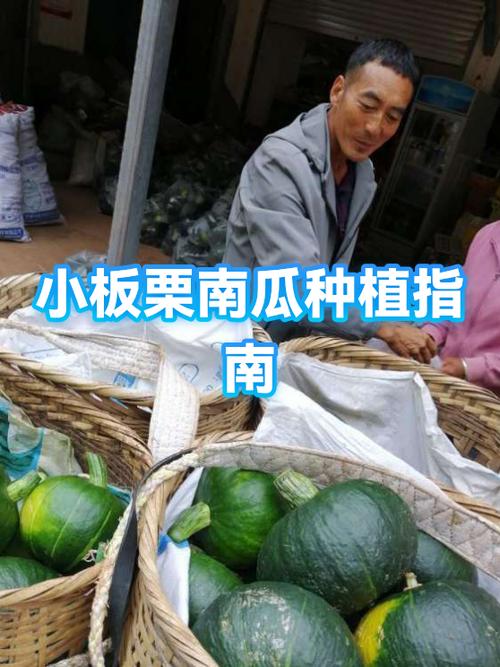 小南瓜种植时间和方法图标