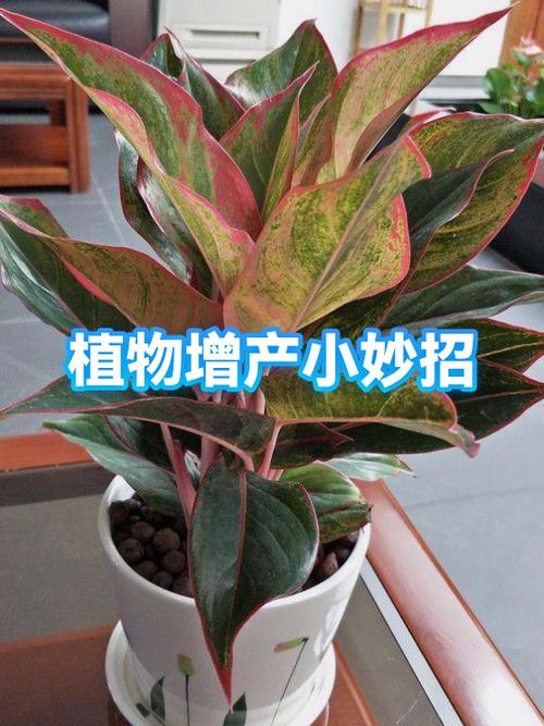 绿萝电子烟充电不亮灯什么情况图标