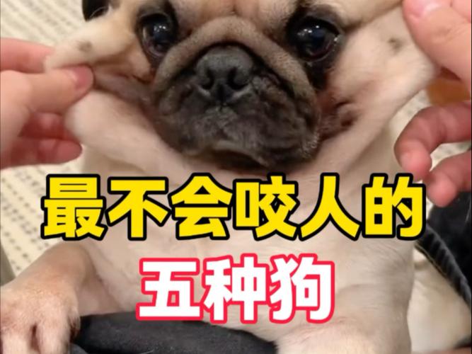 狗从来不咬人 突然咬人了图标