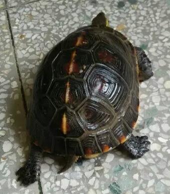 金钱龟2025价格表截图