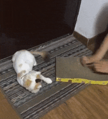 猫抓软件图标