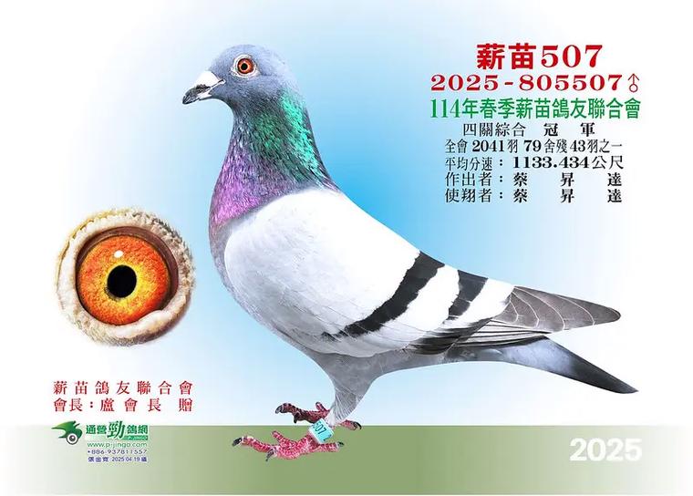 台湾海翔查鸽网截图