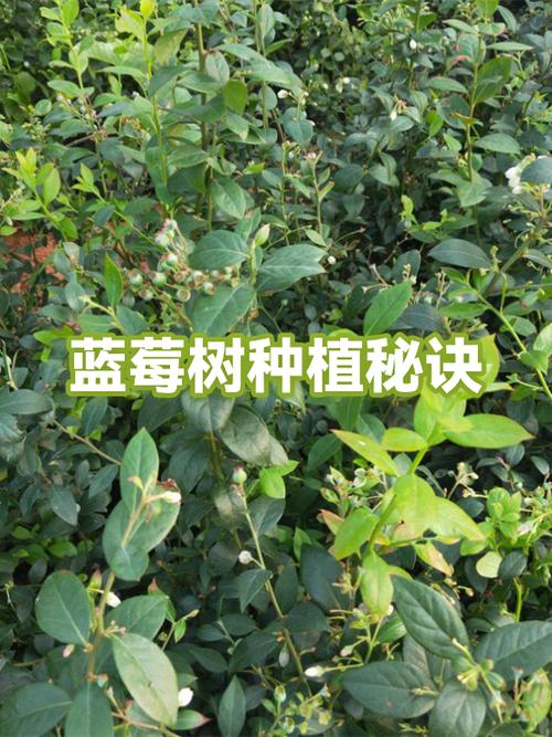 蓝莓好种植吗