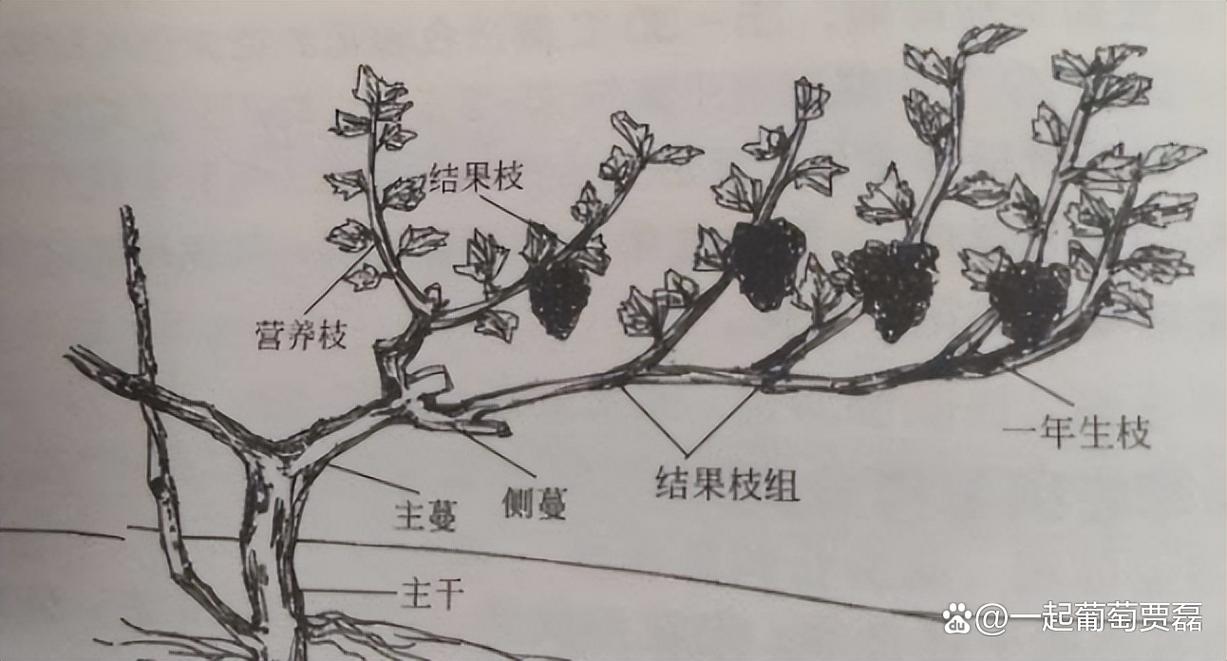 怎么辨别营养枝结果枝图标