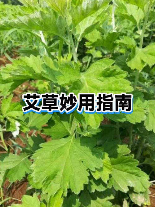 艾草晒干可以怎么使用图标