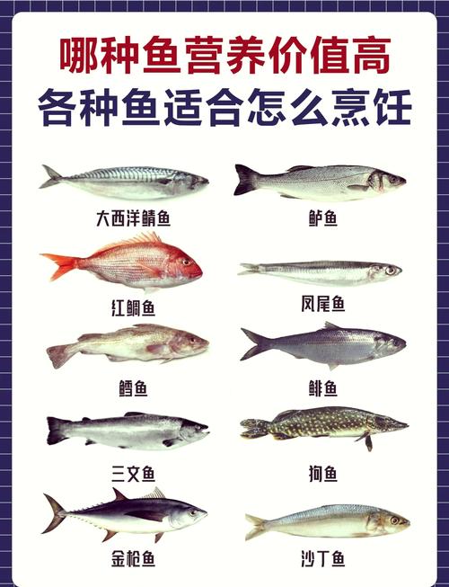 选了鲱鱼后小灰还在吗