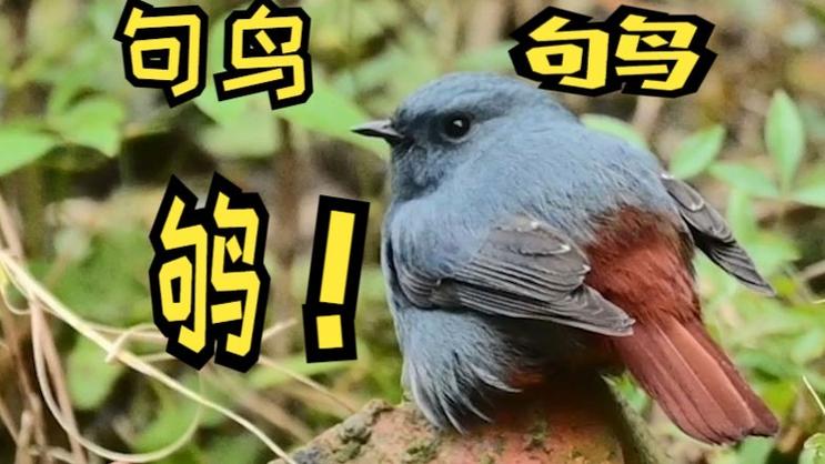 鸟不动了什么原因图标