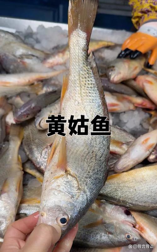 鲈鱼好还是黄花鱼好图标