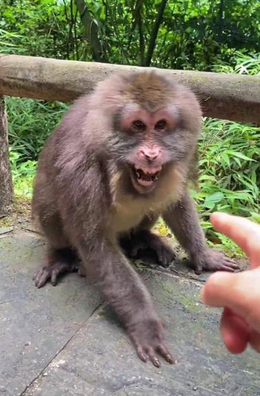 猴子优先攻击设置图标