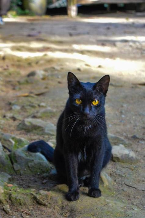 黑猫镇宅吗图标