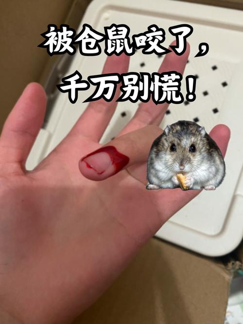 仓鼠咬人后要扔掉仓鼠吗图标
