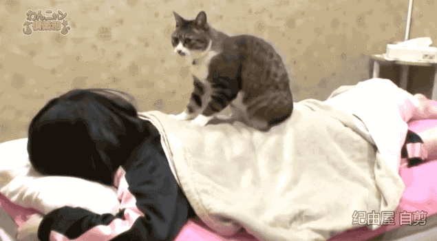 猫踩奶叫唤是怎么回事图标