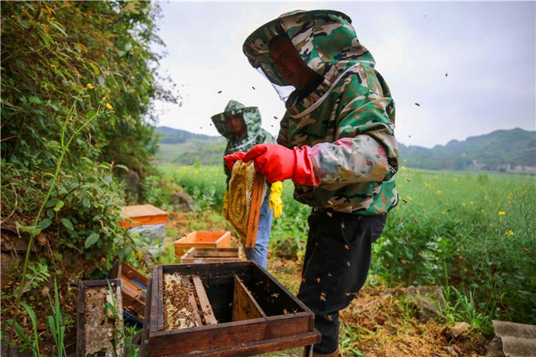 采蜂蜜的视频图标