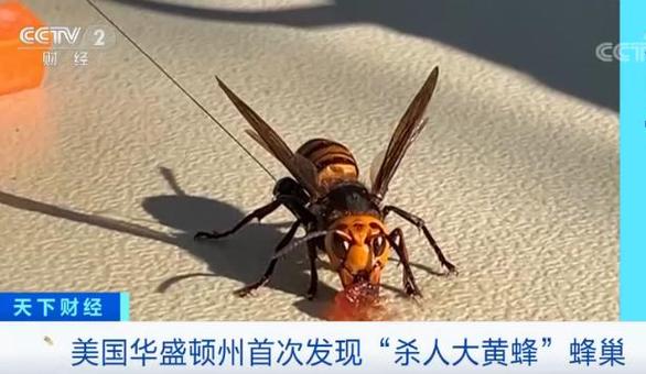 养蜂人十大霸气名字