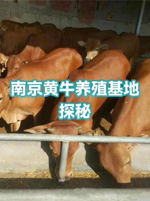 黄牛饲养基地在哪里截图
