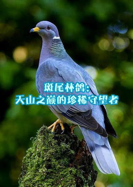世界和平会维持多久图标