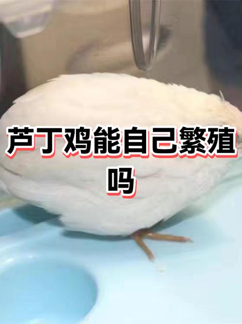 鸡是自己繁殖吗截图